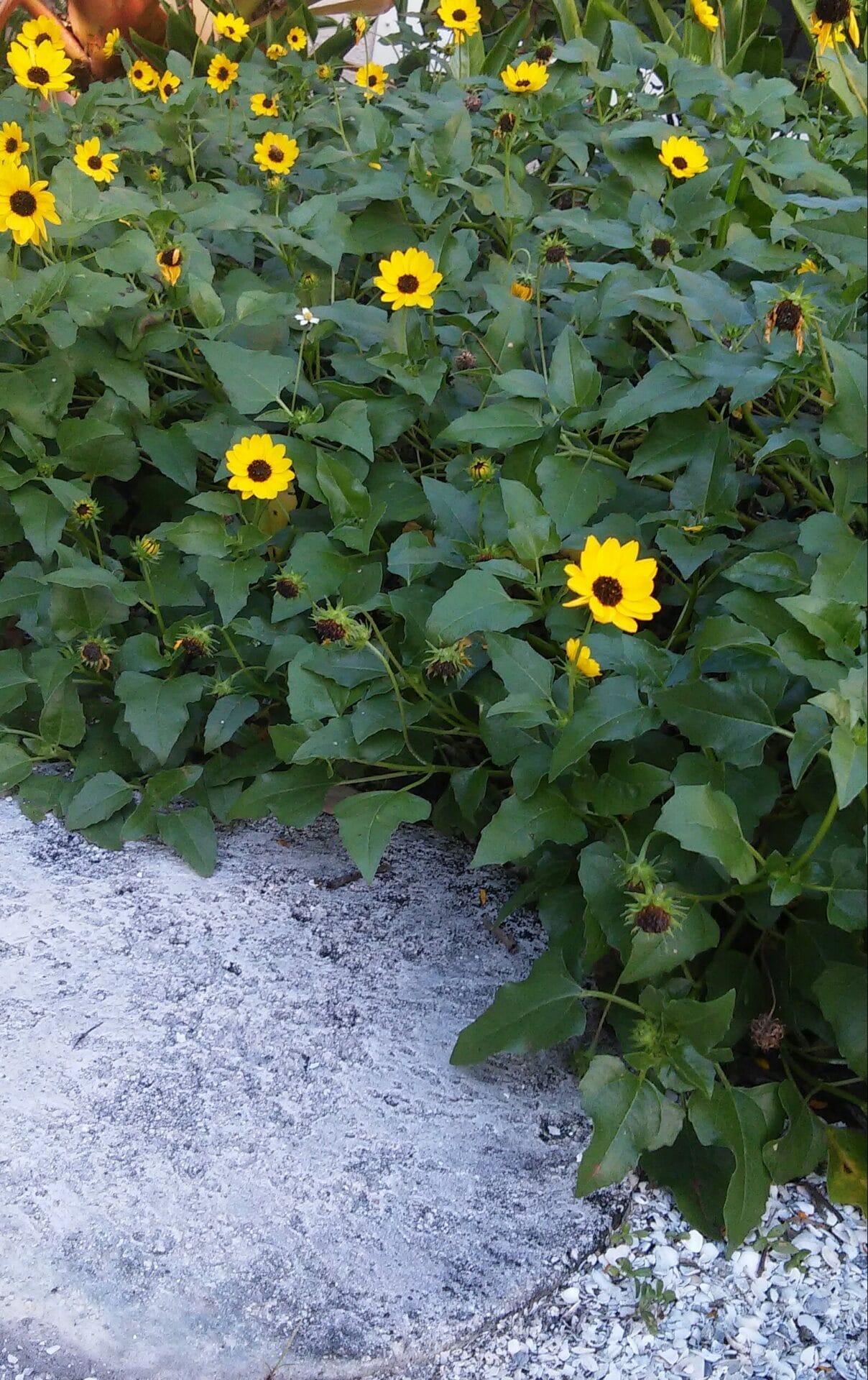 Beach Sunflowers - TreasureCoast.com • Local News • Local Events ...