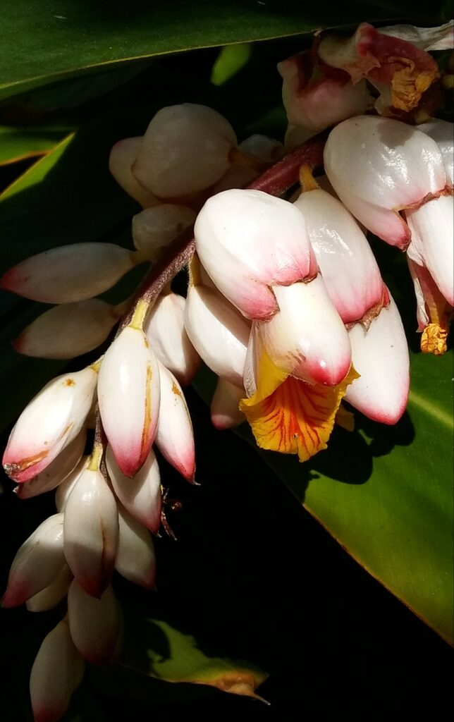 Shell Ginger - An Easy Growing Tropical - TreasureCoast.com • Local ...