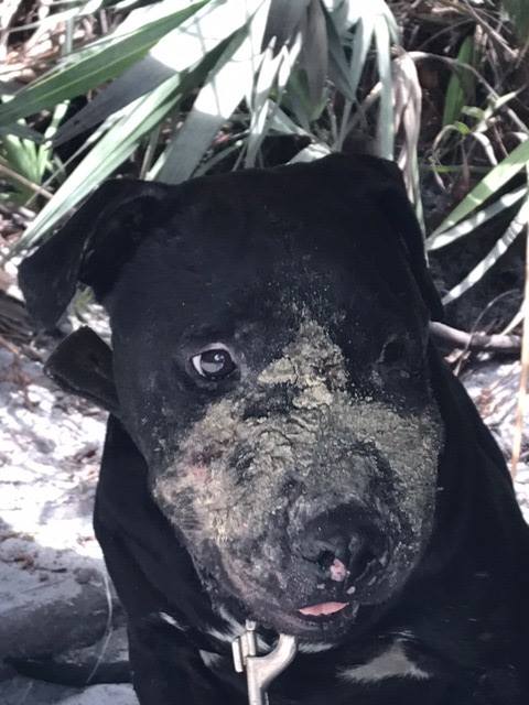 22 abused and neglected dogs discovered in PSL - TreasureCoast.com