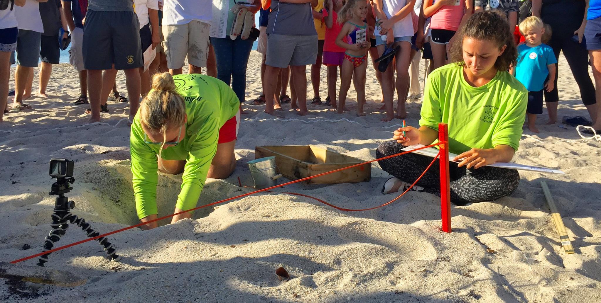 Hatchling saved at IRC Sea turtle nesting dig - TreasureCoast.com
