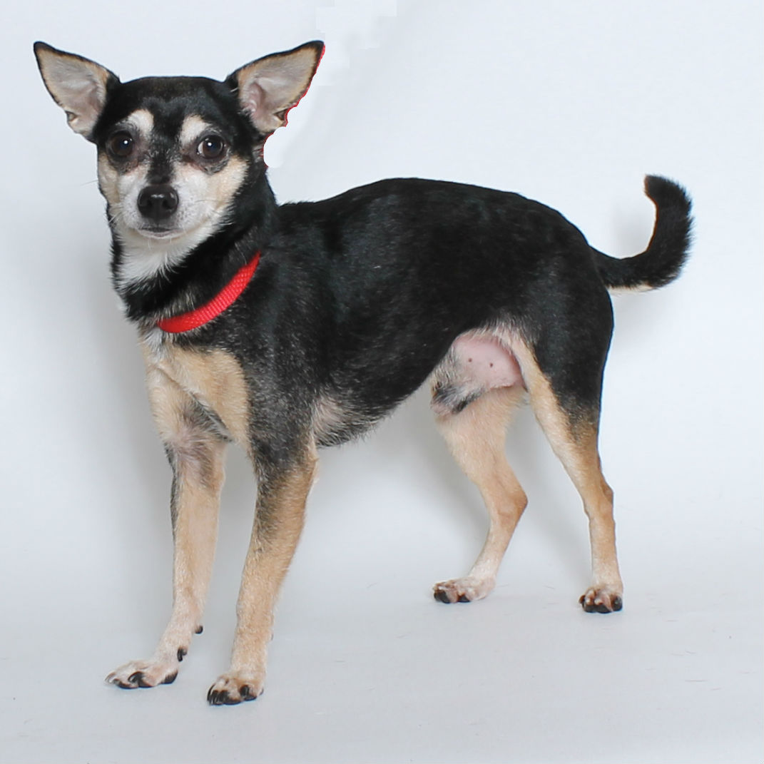 HSTC Pet of the Week Jan 11: Lebron James - Treasure Coast