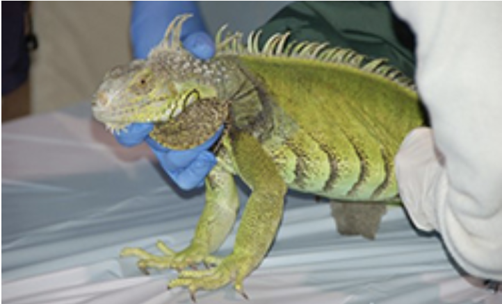 FWC clarifies message about killing invasive iguanas - Treasure Coast