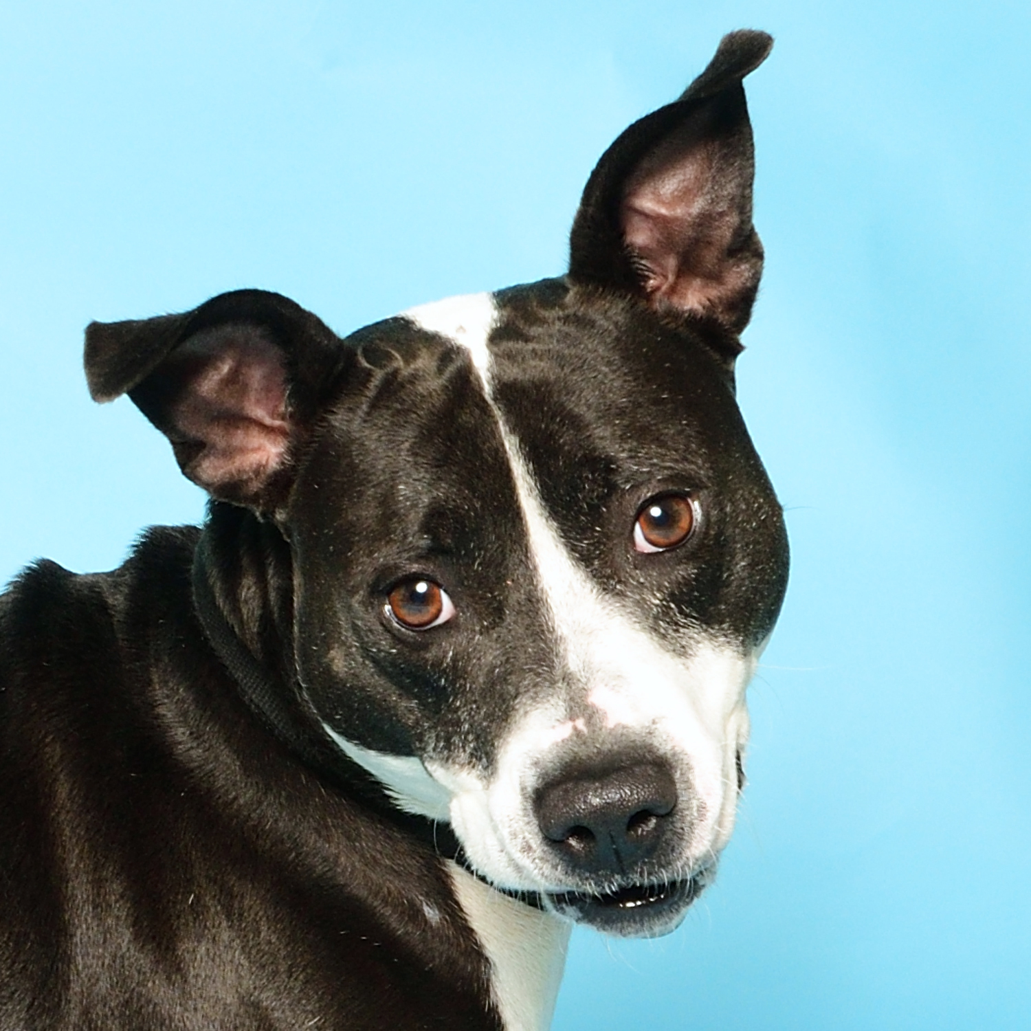 Adopt Pepper! Pet of the Week! - TreasureCoast.com