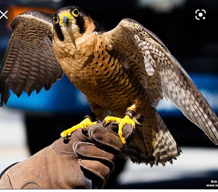 Barbary Falcon Bubbles is lost! Please be on the lookout!