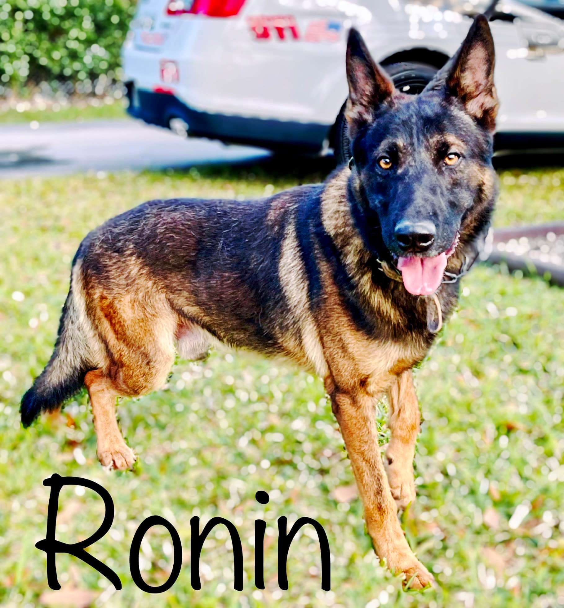 Two K9 Police dogs arrive at Port St.Lucie Police Department