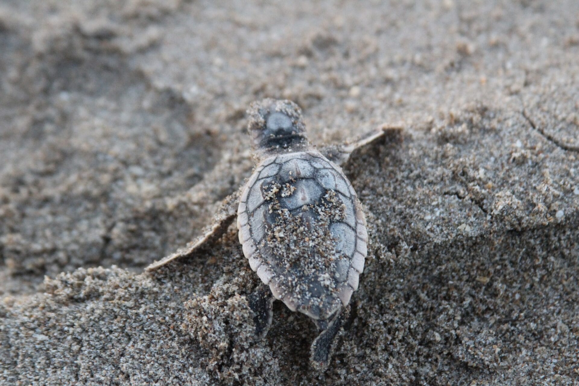 Help Protect Sea Turtles & Wildlife: Leave the Fireworks to the ...