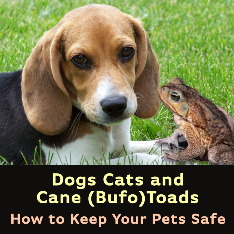 Dogs, Cats, and Cane Toads. How to keep your pets safe.